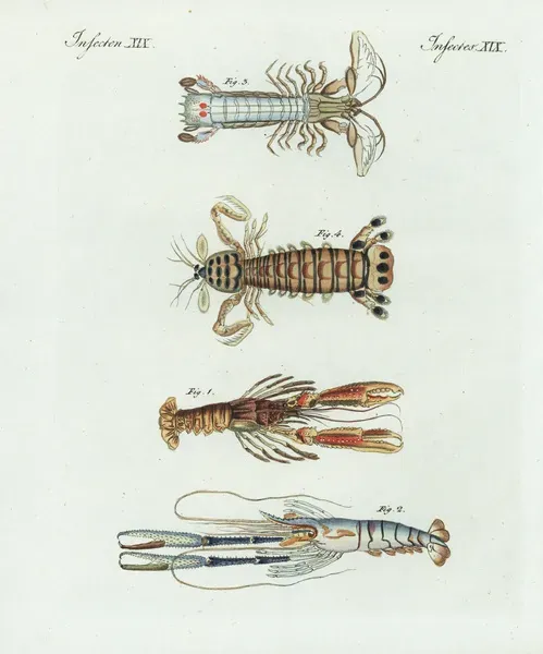 Scampi, shrimp, crayfish, and mantis shrimp Our beautiful Wall Art and ...