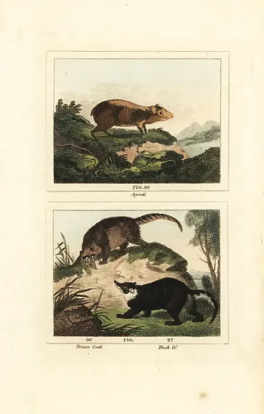 Species of agouti and coati Our beautiful Wall Art and Photo Gifts ...