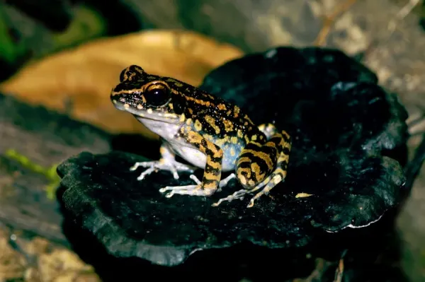 Spotted Stream Frog watches for prey from an old tree-fungi