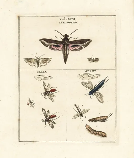 Vine hawk-moth, dagger wasps and horntails Our beautiful Wall Art and ...