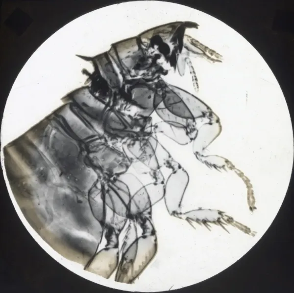 X-Ray Rabbit Flea Our beautiful Wall Art and Photo Gifts include Framed ...
