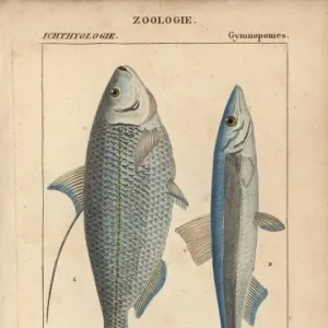 Wizard of Oz / Characters Our beautiful Wall Art and Photo Gifts ...