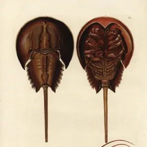 Limulus polyphemus, horseshoe crab Our beautiful Wall Art and Photo ...