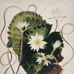 Amazon water-lily, Nymphaea amazonum Our beautiful Wall Art and Photo ...