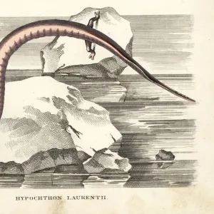 Salamander, newt, olm and siren Our beautiful Wall Art and Photo Gifts ...