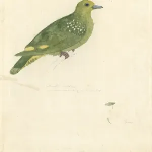 Western crowned pigeon, Goura cristata Our beautiful Wall Art and Photo ...