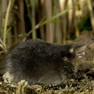 Russian Desman adults from one burrow feed on a fresh-water