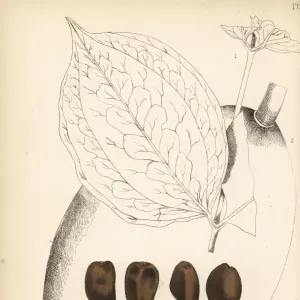 Women in a gymnastic wheel, a new craze. 1930 Our beautiful Wall Art ...