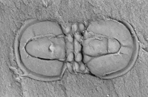 Agnostida Art Prints, Posters & Puzzles