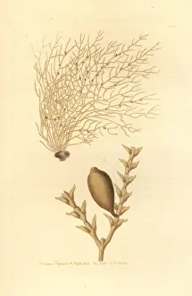 Operculata Collection of Photo Prints and Gifts