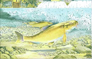 Mary Evans Prints Online: Barbel