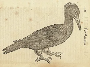 Black Woodpecker Prints