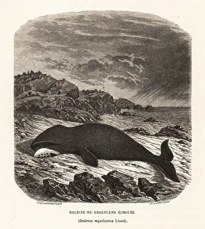 Bowhead Whale Prints