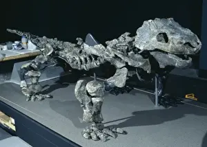 Bradysaurus Baini Prints