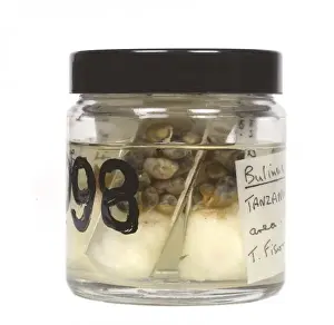 Bulinus Collection of Photo Prints and Gifts