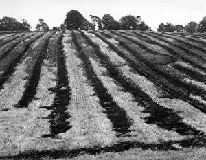 Stubble Art Prints, Posters & Puzzles