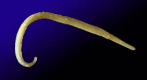 Parasite Collection of Photo Prints and Gifts