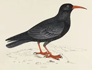 Chough Collection of Photo Prints and Gifts