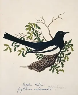 Copsychus Art Prints, Posters & Puzzles