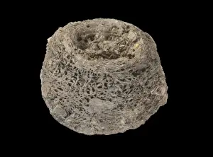 Cycadeoid Art Prints, Posters & Puzzles