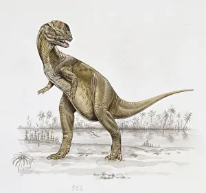 Coelophysoidea Art Prints, Posters & Puzzles