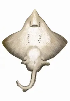 Dipturus Collection of Photo Prints and Gifts