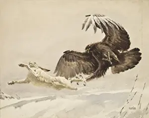 Swoops Gallery of Photo Prints and Gifts