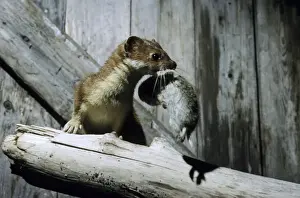 Lemming Gallery of Photo Prints and Gifts