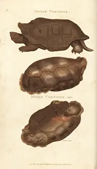 Testudo Art Prints, Posters & Puzzles