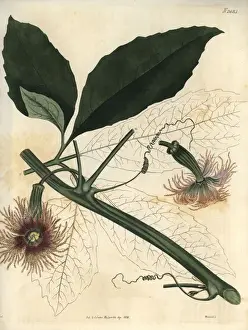 Pedata Art Prints, Posters & Puzzles