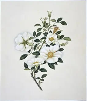 Natural History Museum Art Prints, Posters & Puzzles