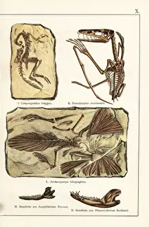 Theropod Art Prints, Posters & Puzzles