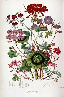 Geraniaceae Photo Prints