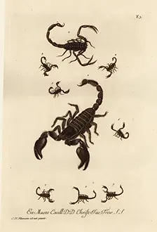 Scorpion Prints