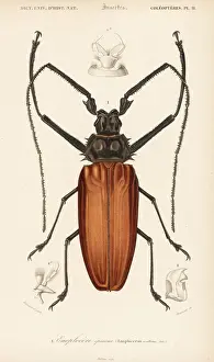 Coleoptera Prints