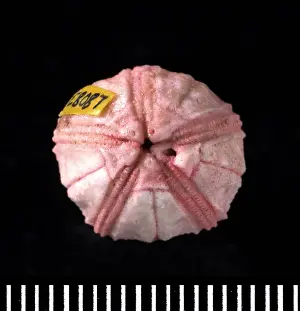 Blastoidea Art Prints, Posters & Puzzles