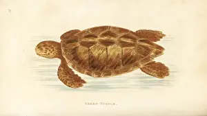 Testudo Art Prints, Posters & Puzzles