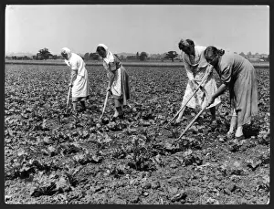 Hoeing Art Prints, Posters & Puzzles