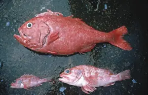 Roughy Collection of Photo Prints and Gifts