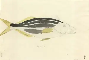 Latridae Art Prints, Posters & Photo Prints