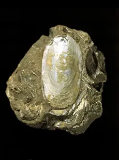 Mary Evans Prints Online: Lingula