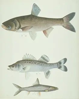 Natural History Museum Art Prints, Posters & Puzzles