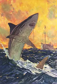 Mako Collection of Photo Prints and Gifts