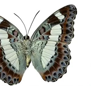 Natural History Museum Art Prints, Posters & Puzzles