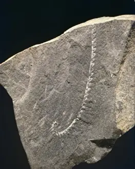 Graptoloidea Art Prints, Posters & Puzzles