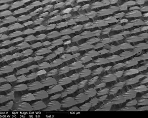 Hound Shark Gallery of Photo Prints and Gifts