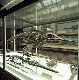 Teleosauridae Prints