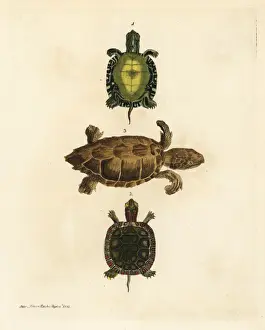 Testudo Art Prints, Posters & Puzzles