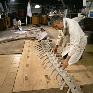 Carnosaur Collection of Photo Prints and Gifts