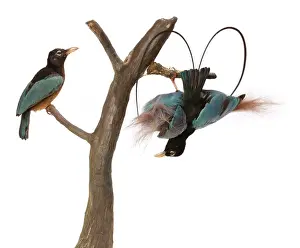 Paradisaea Rudolphi Art Prints, Posters & Puzzles